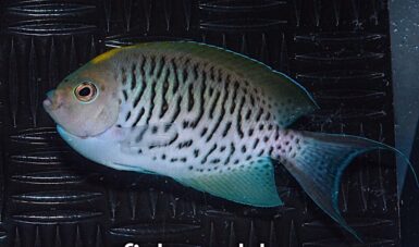 Wild Spotted Swallowtail Angelfish Hybrid fished up by RVS Fishworld ...