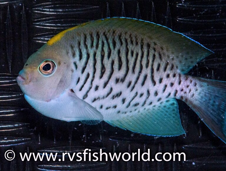Wild Spotted Swallowtail Angelfish Hybrid fished up by RVS Fishworld ...