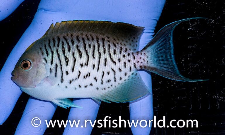 Wild Spotted Swallowtail Angelfish Hybrid fished up by RVS Fishworld ...