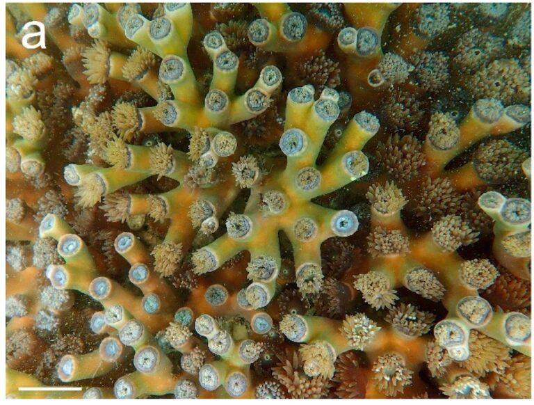 The Beloved Duncan Coral Discovered in Indonesia! | Reef Builders | The ...