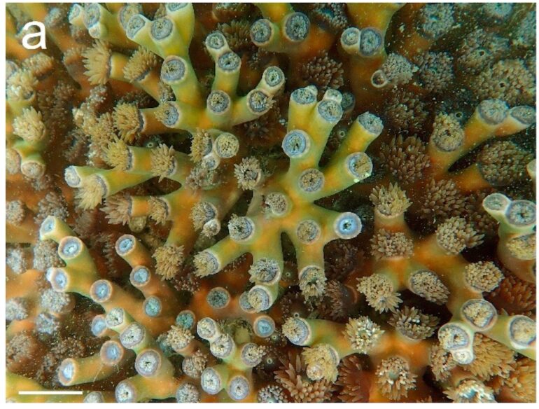 The Beloved Duncan Coral Discovered in Indonesia! | Reef Builders | The ...