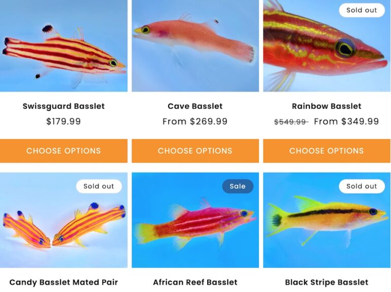 Reef Pro Loves Liopropoma Basslets as Much as We Do! | Reef Builders ...