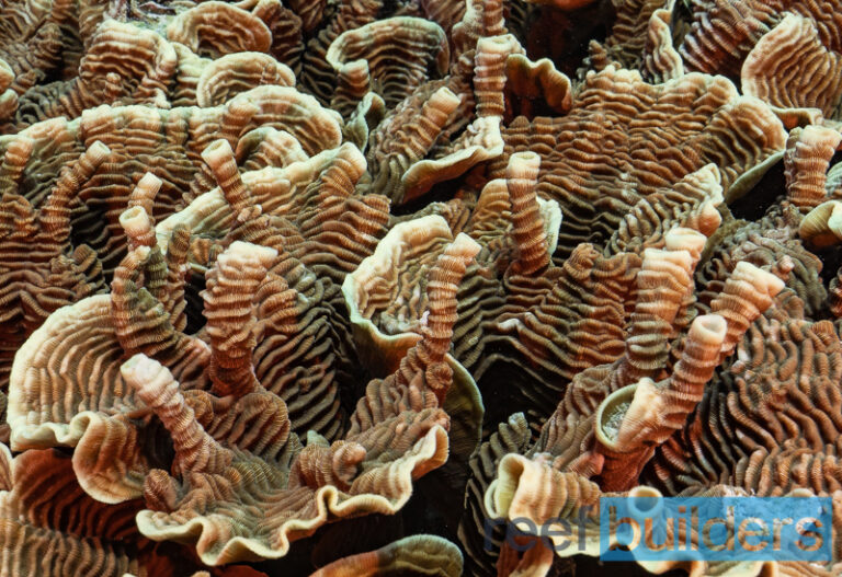 Pachyseris speciosa can Grow Tubular Branches Too | Reef Builders | The ...