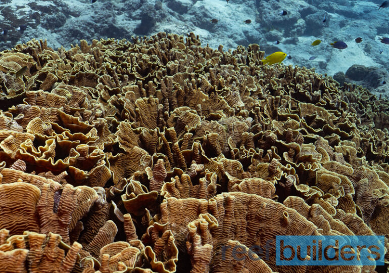 Pachyseris speciosa can Grow Tubular Branches Too | Reef Builders | The ...