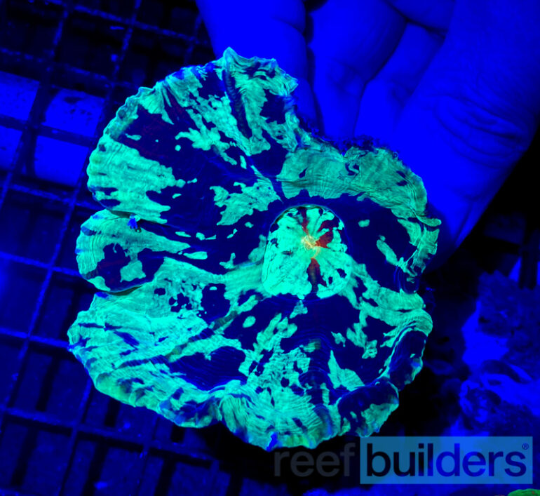 Many Small Pectinia Kinda Look Like Dinosaurs | Reef Builders | The ...