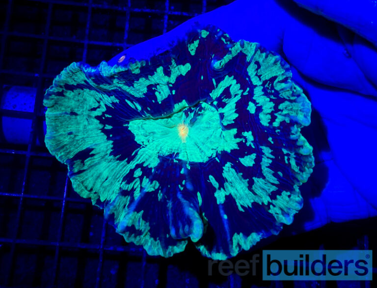 Many Small Pectinia Kinda Look Like Dinosaurs | Reef Builders | The ...