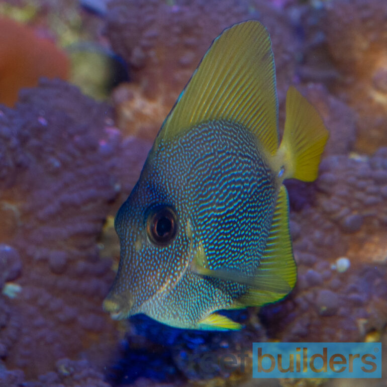 Yurple Tang - A Close Look at Bali Aquarich’s Hybrid Zebrasoma | Reef ...