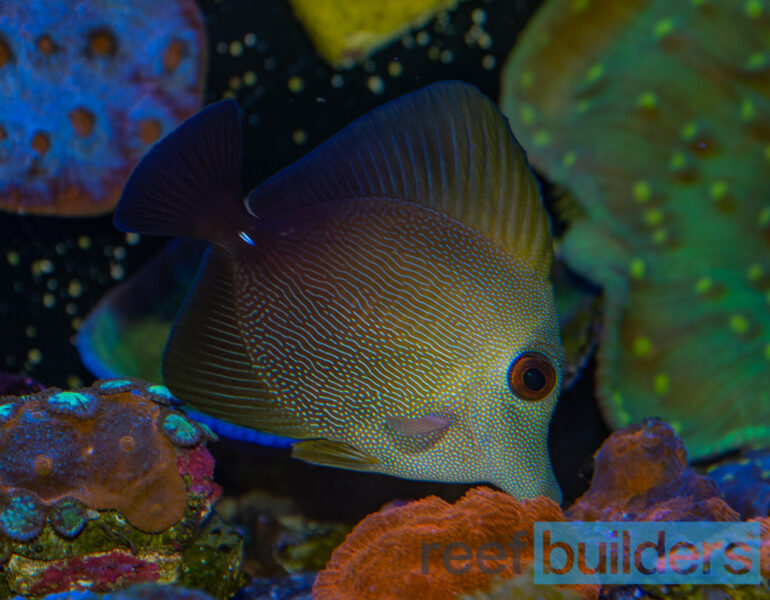 Yurple Tang - A Close Look at Bali Aquarich’s Hybrid Zebrasoma | Reef ...