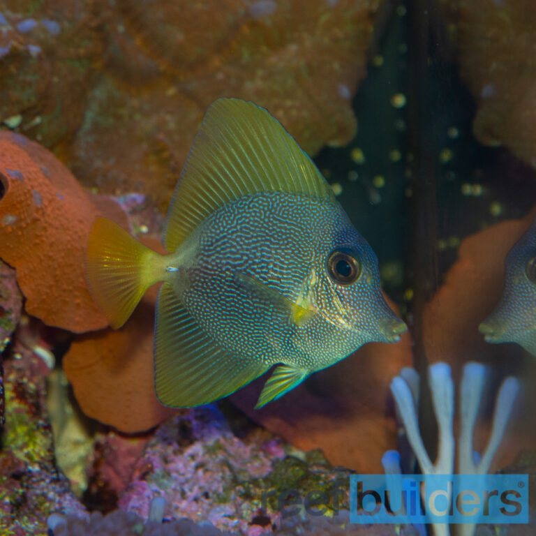 Yurple Tang - A Close Look at Bali Aquarich’s Hybrid Zebrasoma | Reef ...