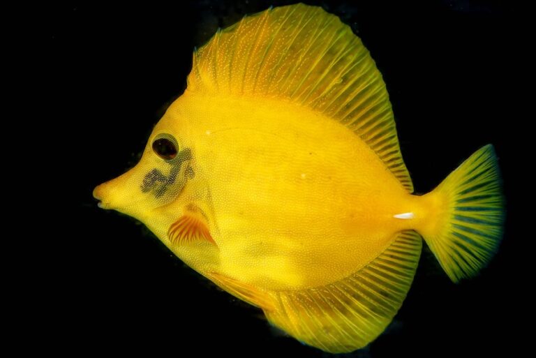 Super Scopas is the Australian Version of a Yellow Tang | Reef Builders ...