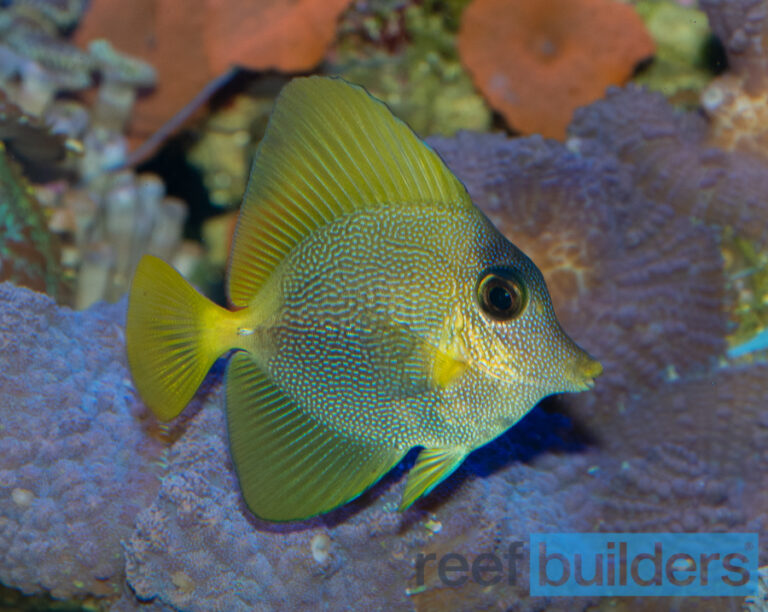 Yurple Tang - A Close Look at Bali Aquarich’s Hybrid Zebrasoma | Reef ...