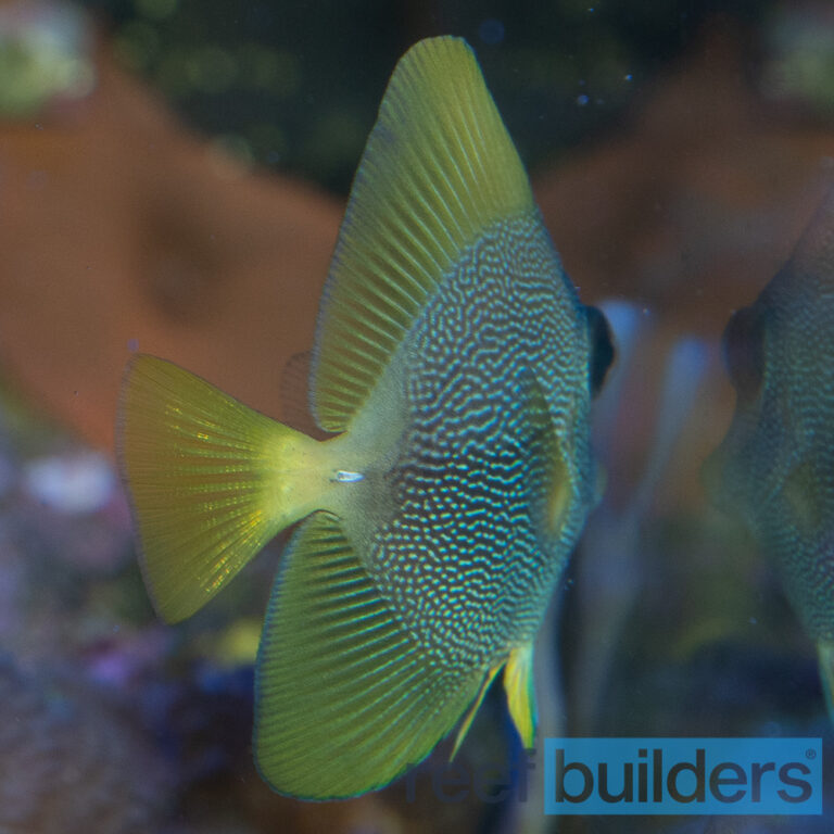 Yurple Tang - A Close Look at Bali Aquarich’s Hybrid Zebrasoma | Reef ...