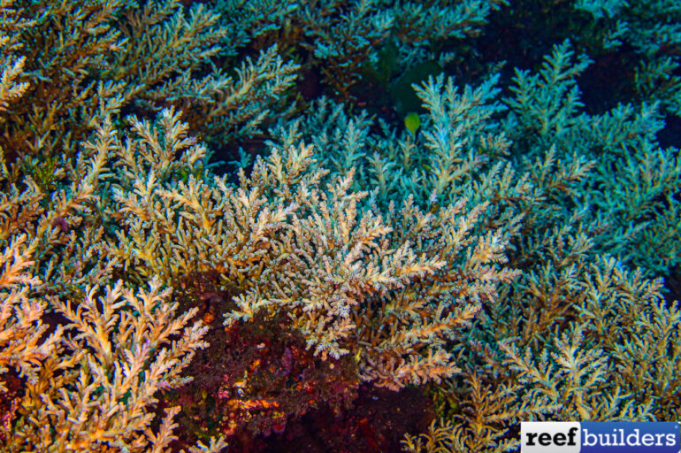 Giant Acropora tenuis spotted in Bali | Reef Builders | The Reef and ...