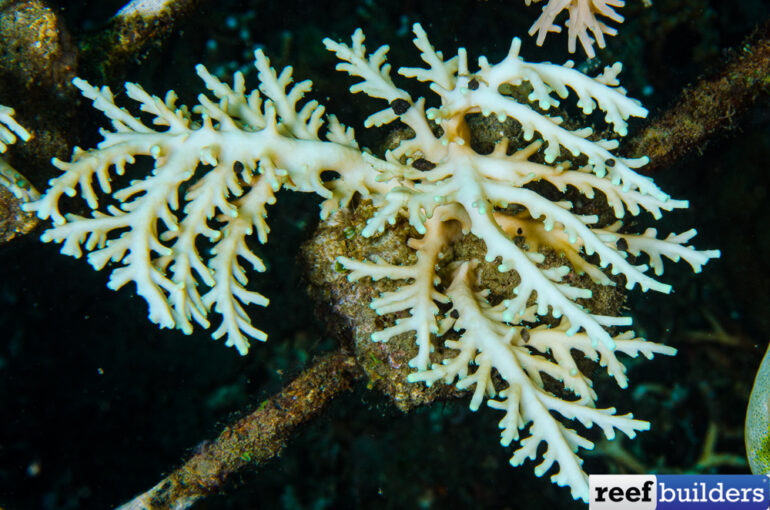 Acropora walindii, another deep water SPS jewel | Reef Builders | The ...