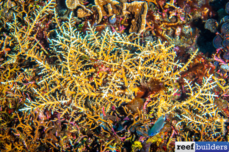 Acropora walindii, another deep water SPS jewel | Reef Builders | The ...