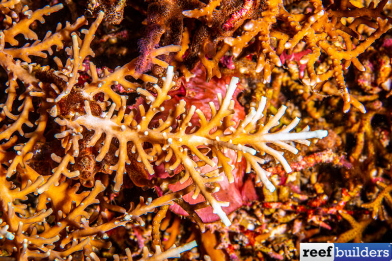 Acropora walindii, another deep water SPS jewel | Reef Builders | The ...