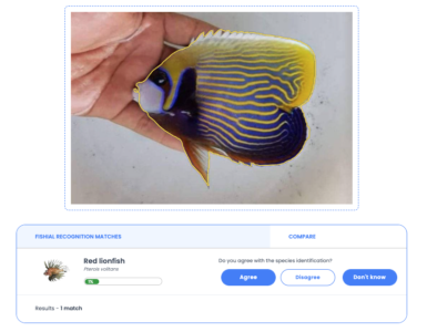 Fishial Project uses artificial intelligence to identify fish | Reef ...