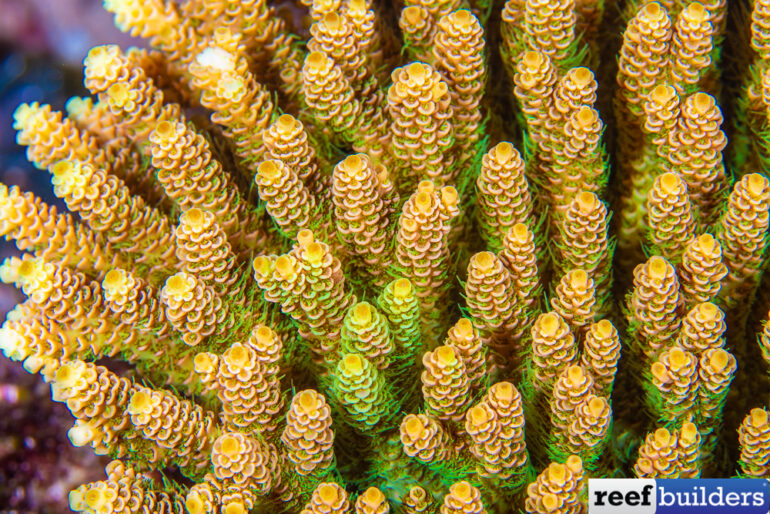 Grafted Millepora are not as rare as we thought | Reef Builders | The ...