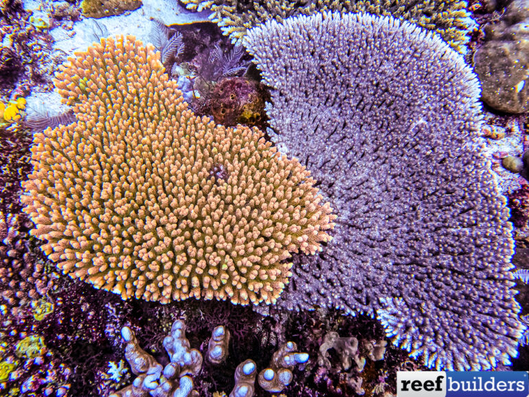 Grafted Millepora are not as rare as we thought | Reef Builders | The ...