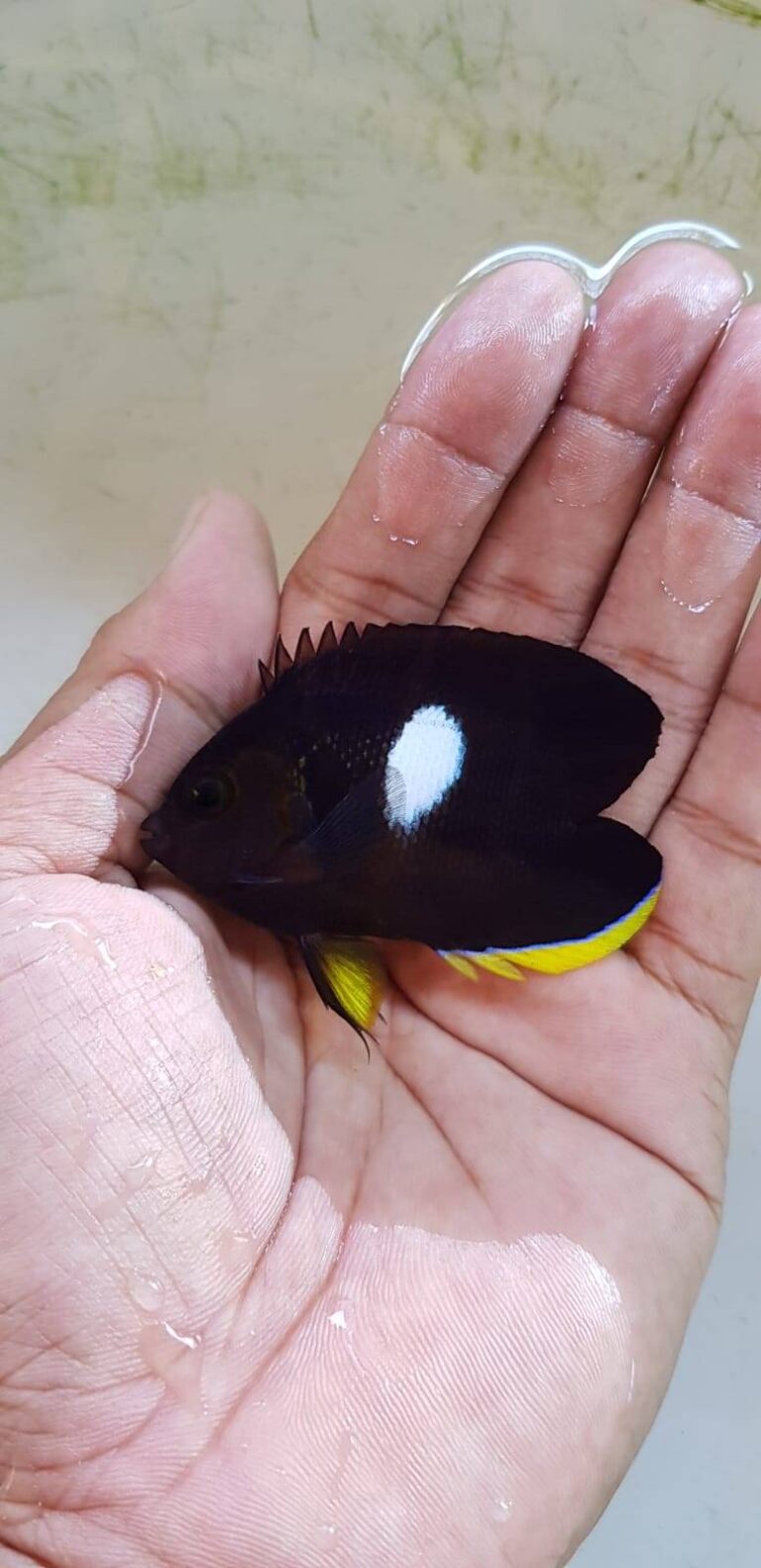 The Tailless fish of Jave Marine | Reef Builders | The Reef and ...