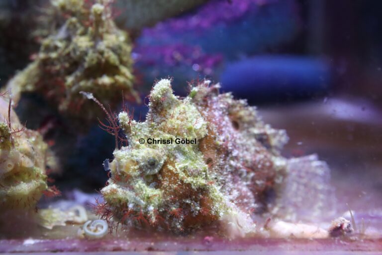 Marble Mouthed Frogfish bred for the first time in captivity | Reef ...