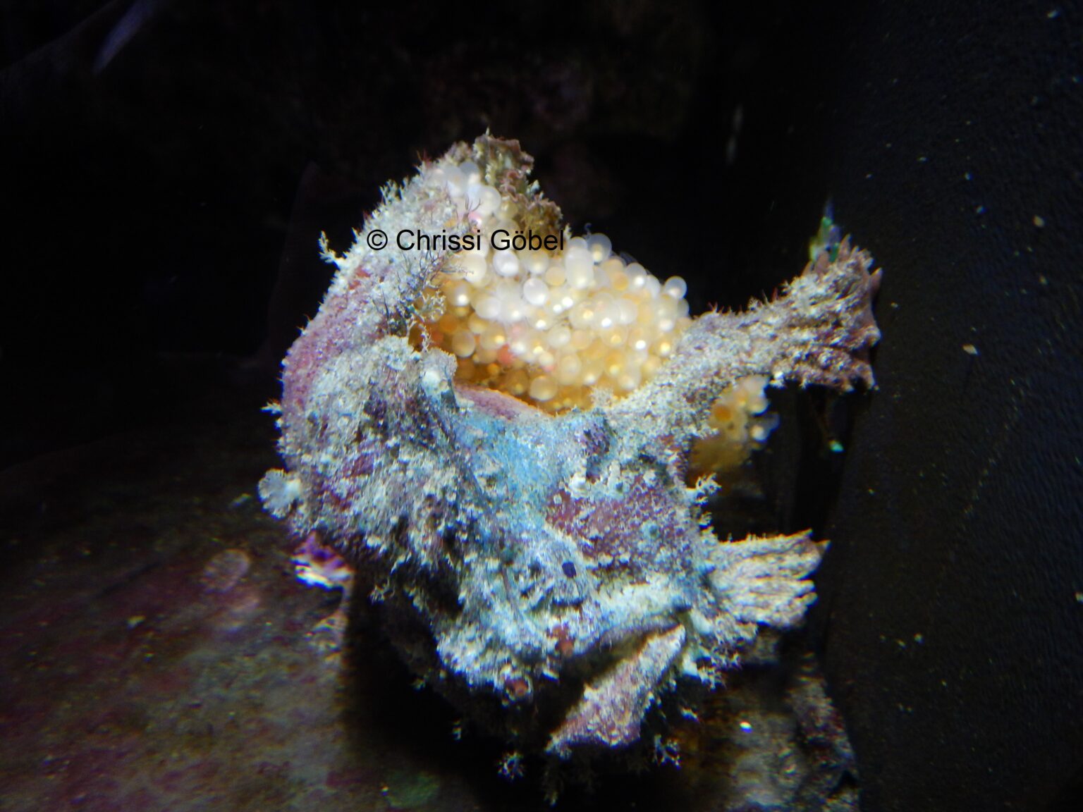 Marble Mouthed Frogfish bred for the first time in captivity | Reef ...
