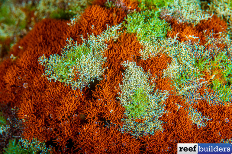 The Mimic Anemone strikes again, this time pretending to be algae ...