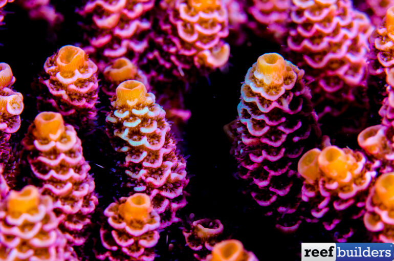 Grafted Millepora are not as rare as we thought | Reef Builders | The ...