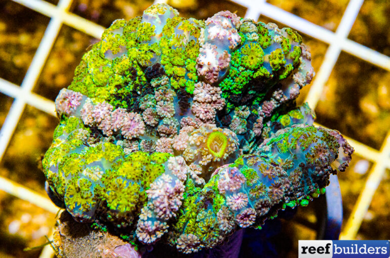 Rhodactis bryoides: The shroom that thought it was an anemone! | Reef ...