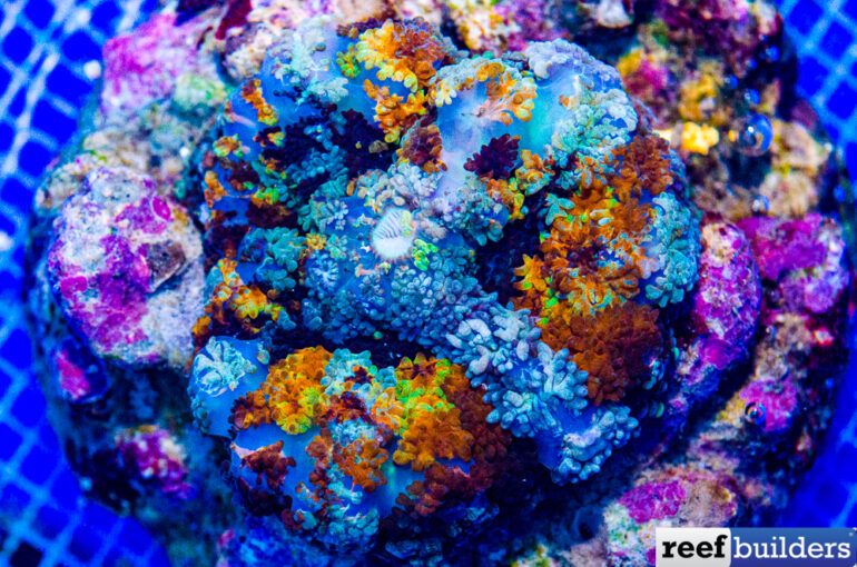Rhodactis bryoides: The shroom that thought it was an anemone! | Reef ...