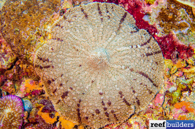 Rhodactis bryoides: The shroom that thought it was an anemone! | Reef ...