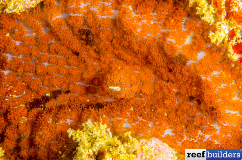Rhodactis bryoides: The shroom that thought it was an anemone! | Reef ...