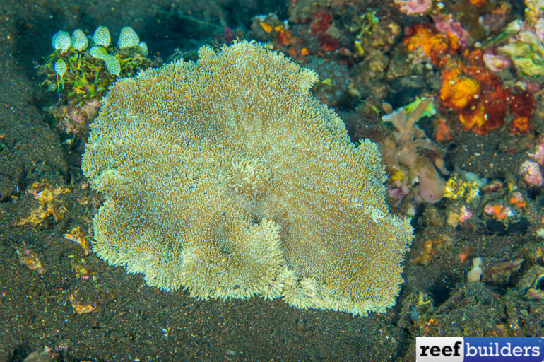 Rhodactis bryoides: The shroom that thought it was an anemone! | Reef ...