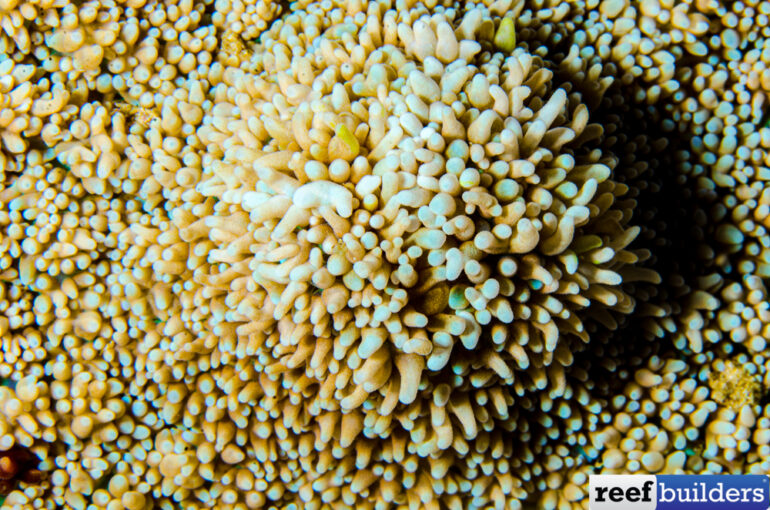 Rhodactis bryoides: The shroom that thought it was an anemone! | Reef ...