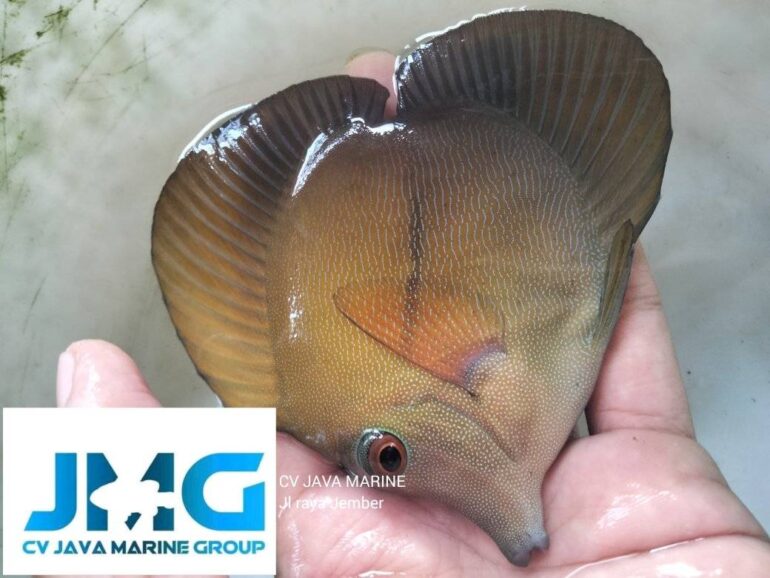 The Tailless fish of Jave Marine | Reef Builders | The Reef and ...