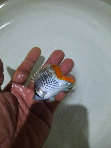 The Tailless fish of Jave Marine | Reef Builders | The Reef and ...