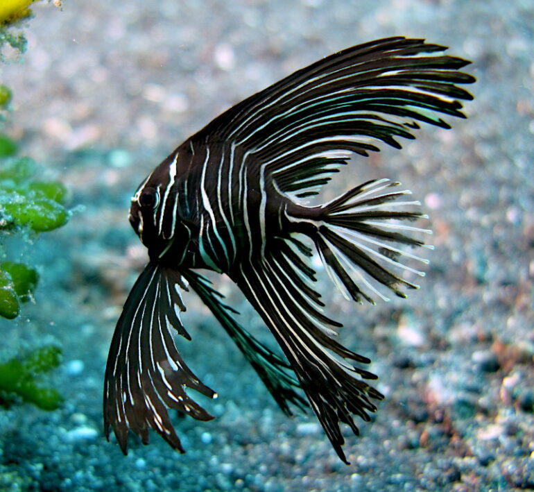 Pinnatus x Batavianus Batfish Hybrid not as Wild as the Parents | Reef ...
