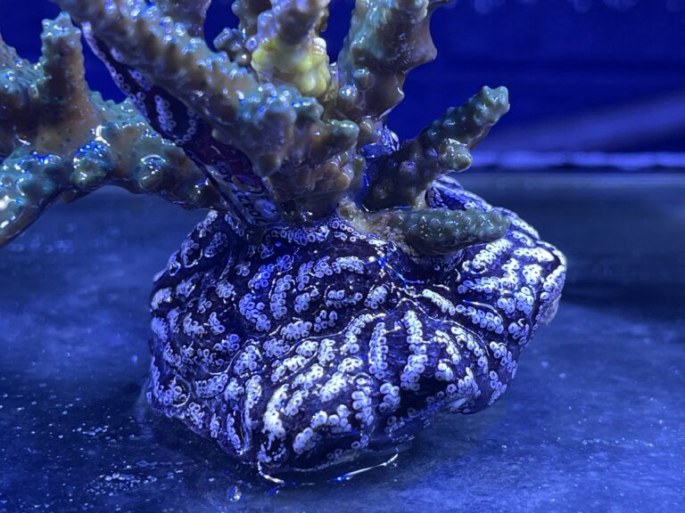 Colonial tunicates are cool but should be avoided | Reef Builders | The ...