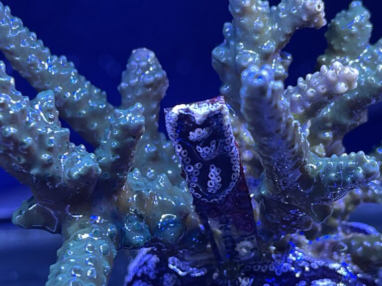 Colonial tunicates are cool but should be avoided | Reef Builders | The ...