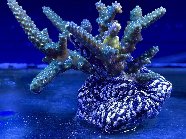 Tag: Botrylloides leachii | Reef Builders | The Reef and Saltwater ...