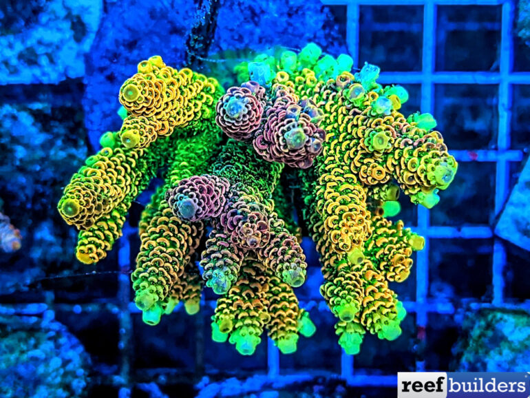 Grafted Millepora are not as rare as we thought | Reef Builders | The ...