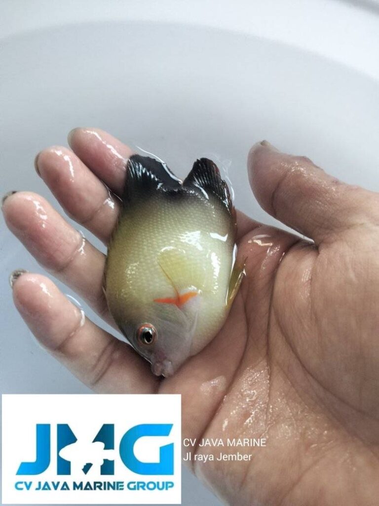 The Tailless fish of Jave Marine | Reef Builders | The Reef and ...