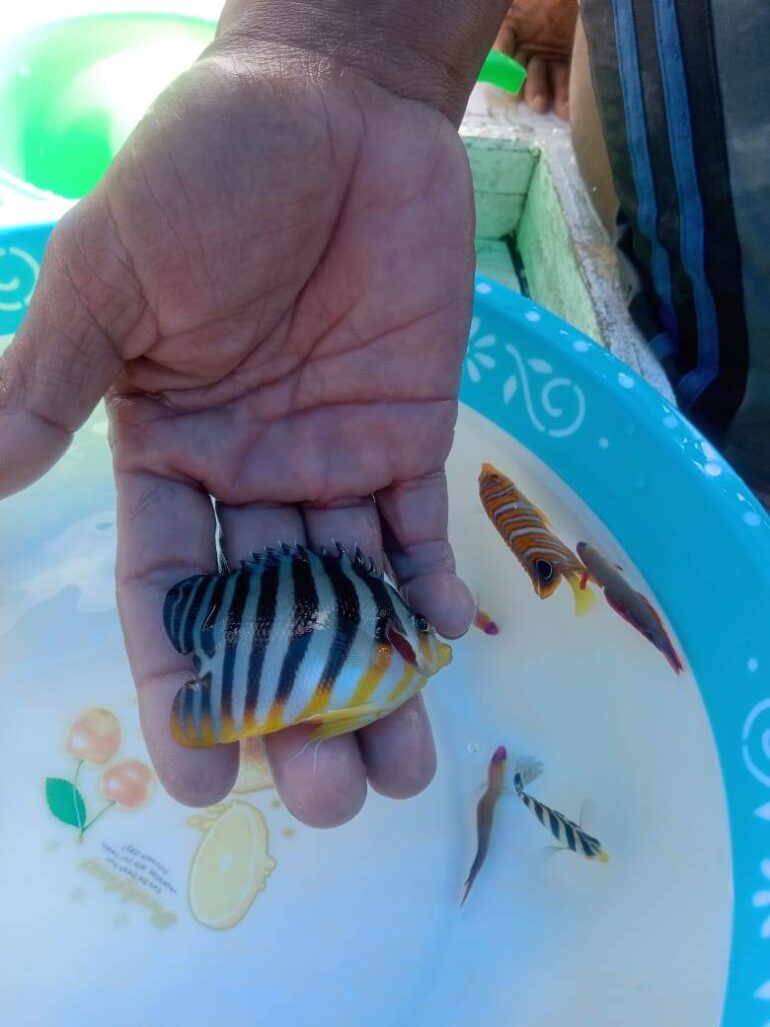 The Tailless fish of Jave Marine | Reef Builders | The Reef and ...