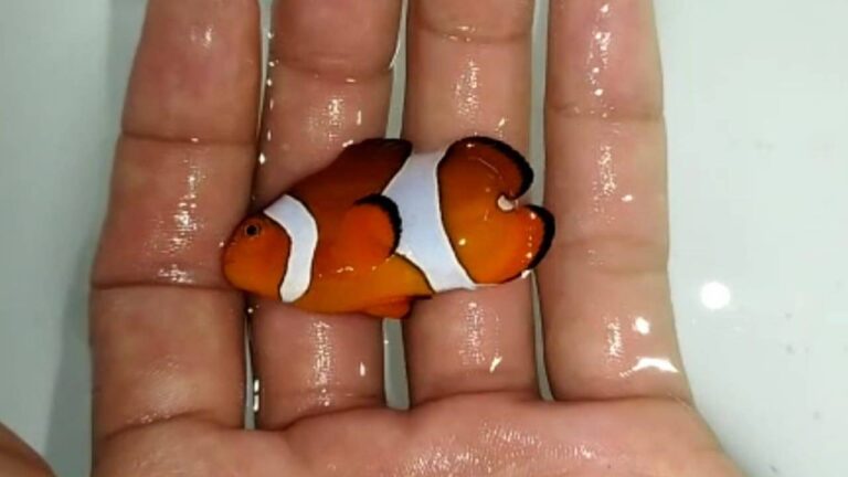 The Tailless fish of Jave Marine | Reef Builders | The Reef and ...