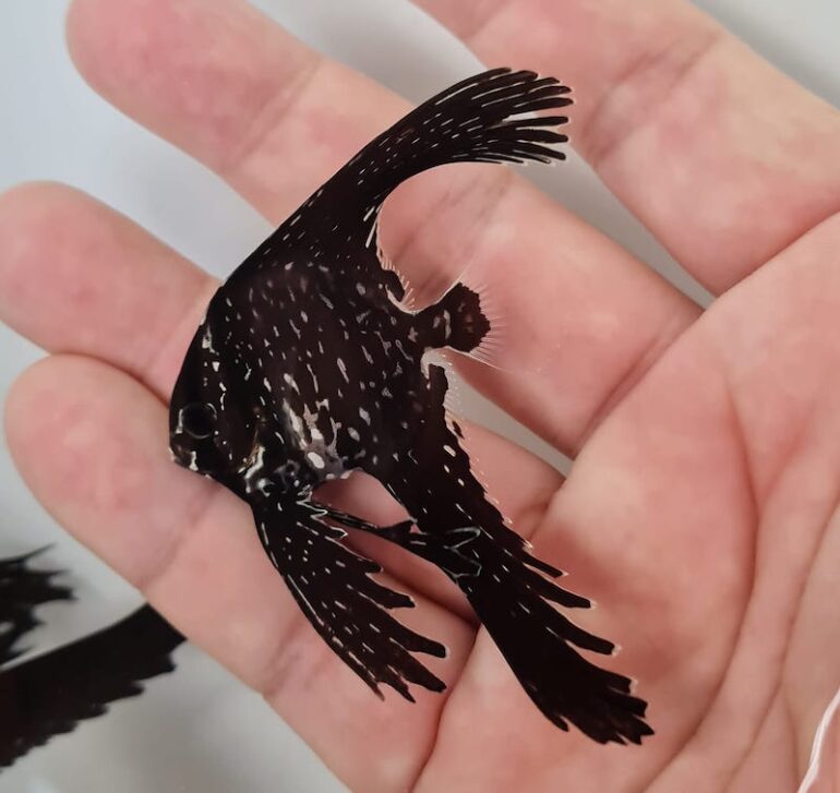 Pinnatus x Batavianus Batfish Hybrid not as Wild as the Parents | Reef ...