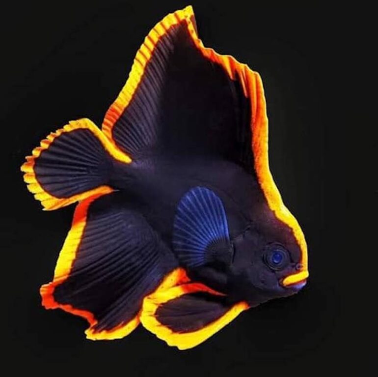 Pinnatus x Batavianus Batfish Hybrid not as Wild as the Parents | Reef ...