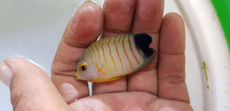 The Tailless fish of Jave Marine | Reef Builders | The Reef and ...