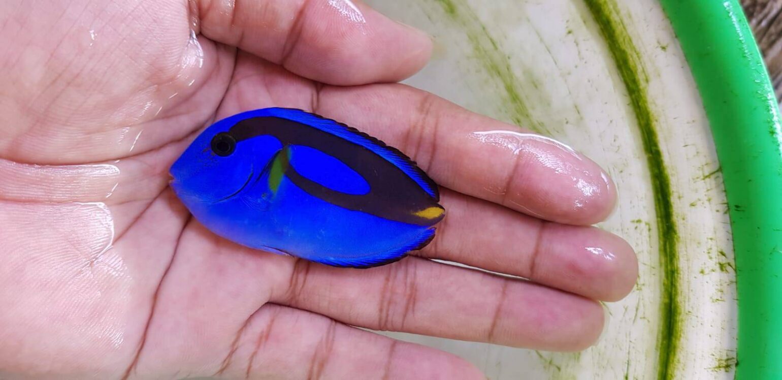 The Tailless fish of Jave Marine | Reef Builders | The Reef and ...