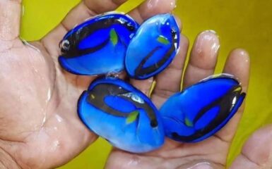 The Tailless fish of Jave Marine | Reef Builders | The Reef and ...