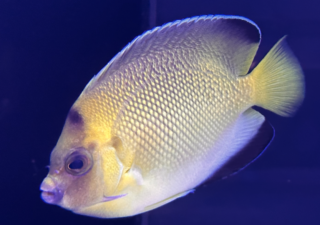 Tag: hybrid angelfish | Reef Builders | The Reef and Saltwater Aquarium ...